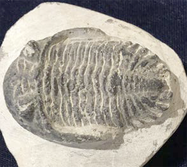 Devonian Fossils
